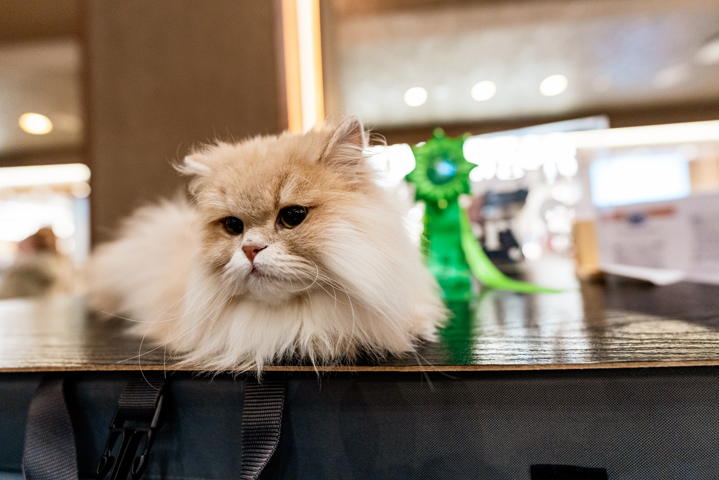 Zeci de feline, prezente în acest weekend, la Timișoara! Va fi și un ...